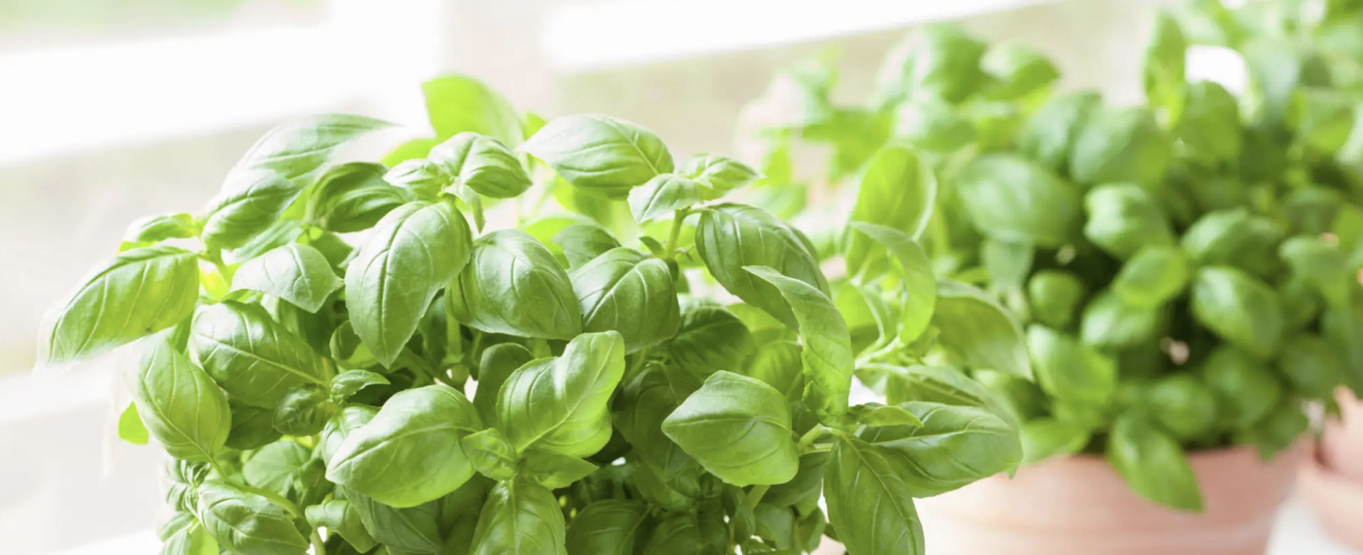 Basil Plant Guide: How to Grow, Care for, and Use This Everyday ...