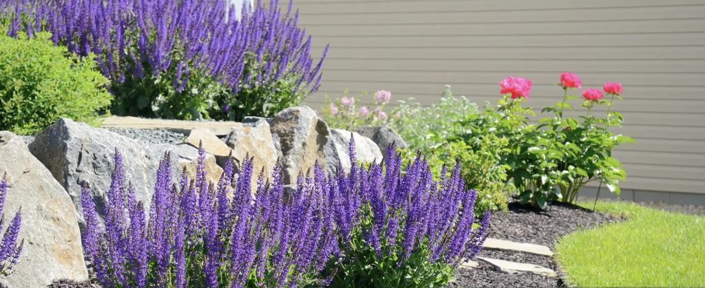 Salvia: The Drought-Tolerant Bloom That Brings Your Garden to Life ...