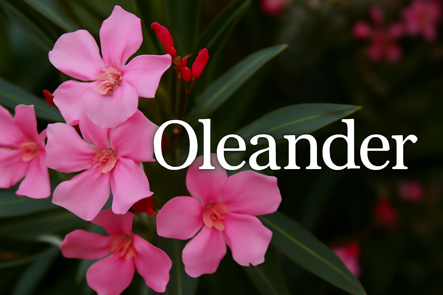 Oleander Plant Guide: The Complete Guide for Home Gardeners - Greenmuse