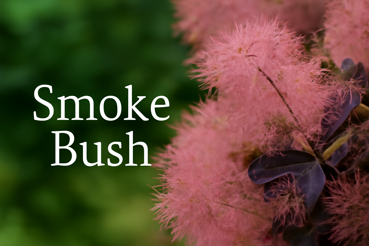 Smoke Bush Plant Guide: The Complete Guide for Home Gardeners - Greenmuse