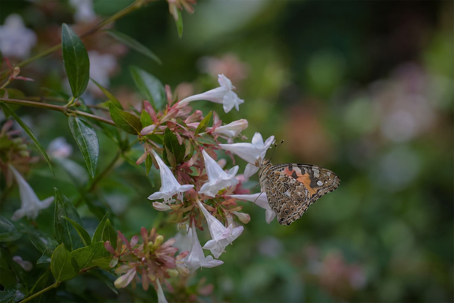 Abelia Plant Guide: Care, Pruning & Winter Dieback