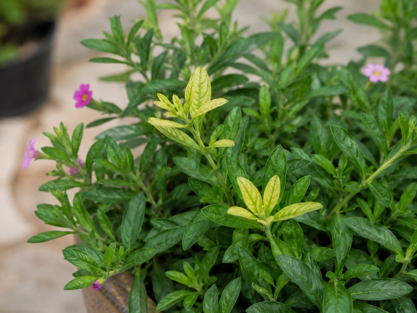 Calibrachoa Care: Fix Yellow Leaves & Get More Blooms