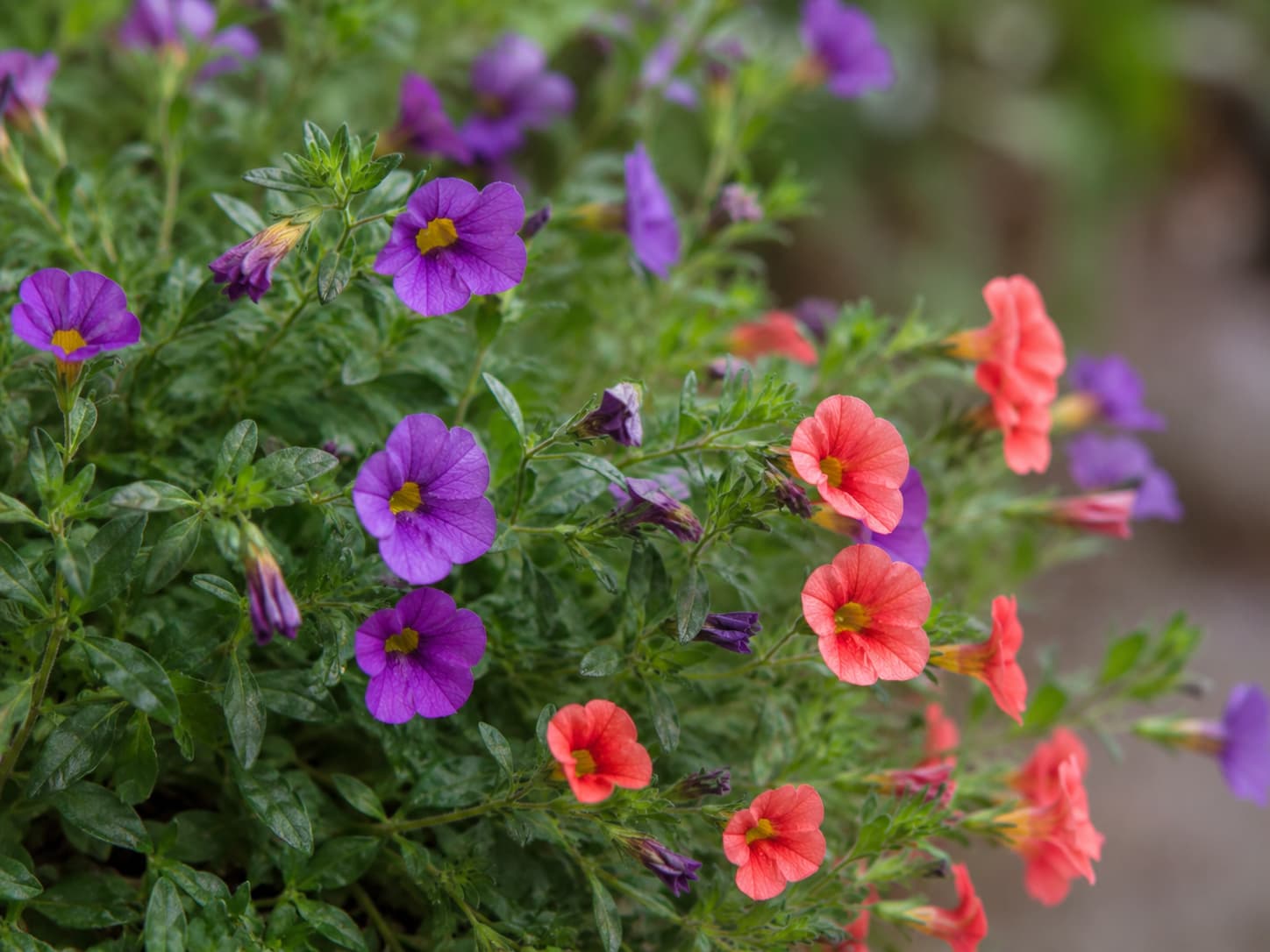 Calibrachoa Care: Fix Yellow Leaves & Get More Blooms