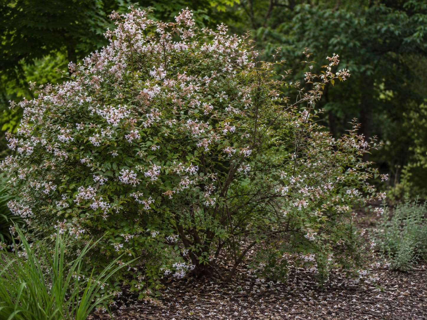 Abelia Plant Guide: Care, Pruning & Winter Dieback
